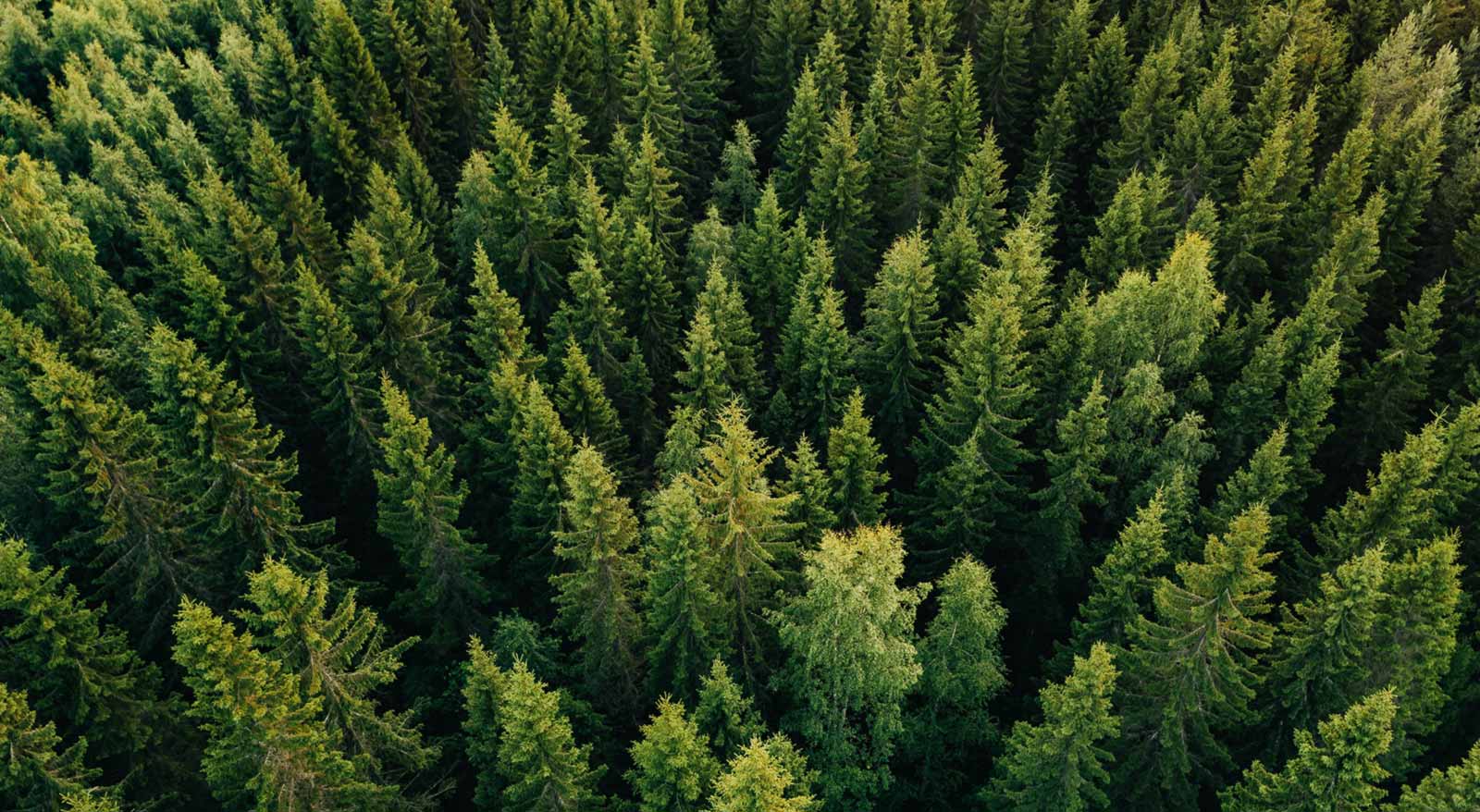 World-leading Forestry Software Solutions - Trimble Forestry